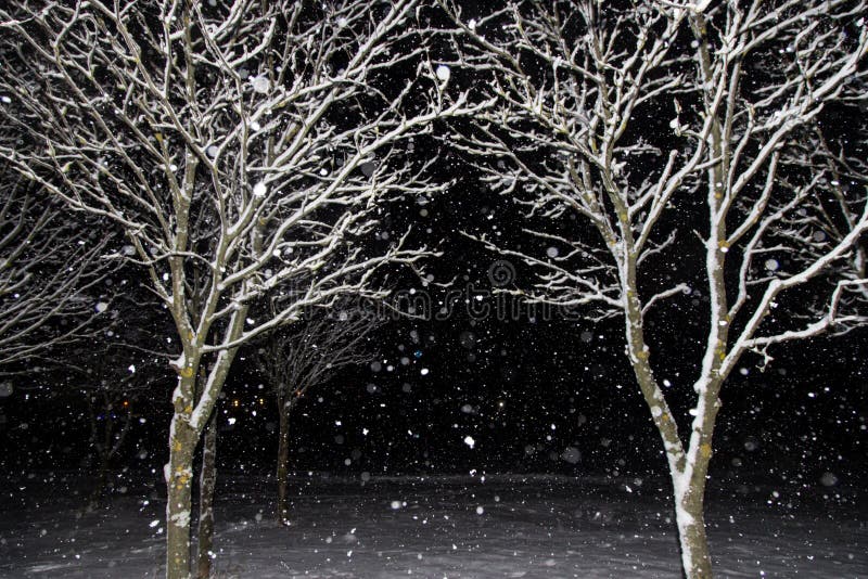 Winter Night with Snow Falling. Snowfall, Trees Covered Snow Stock ...