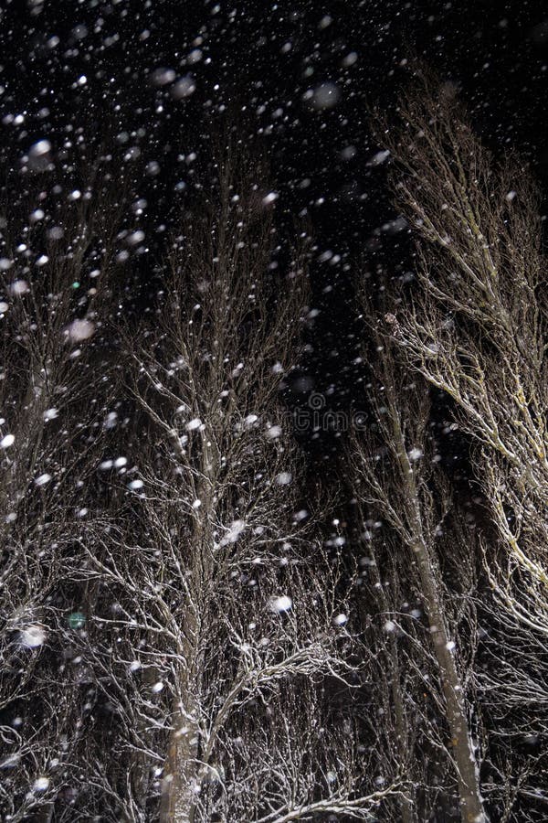Winter Night with Snow Falling. Snowfall, Trees in Forest Stock Photo ...