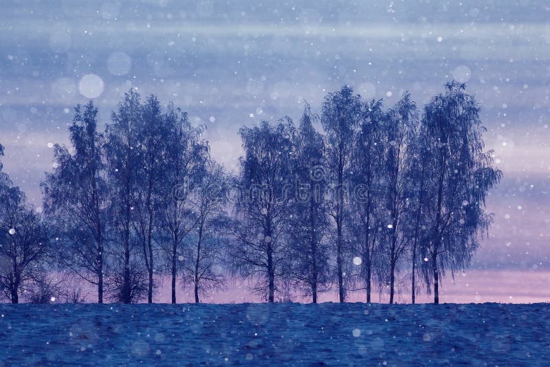 Winter Night Snowfall Trees Stock Photo - Image of shine, blizzard ...