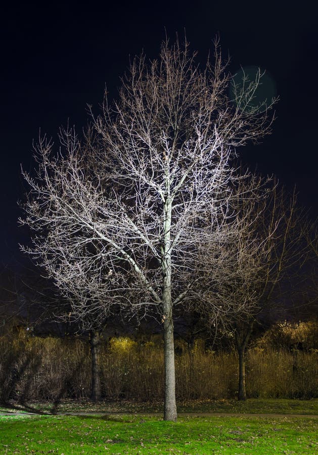 Winter night tree stock image. Image of bald, frost, frozen - 64319027