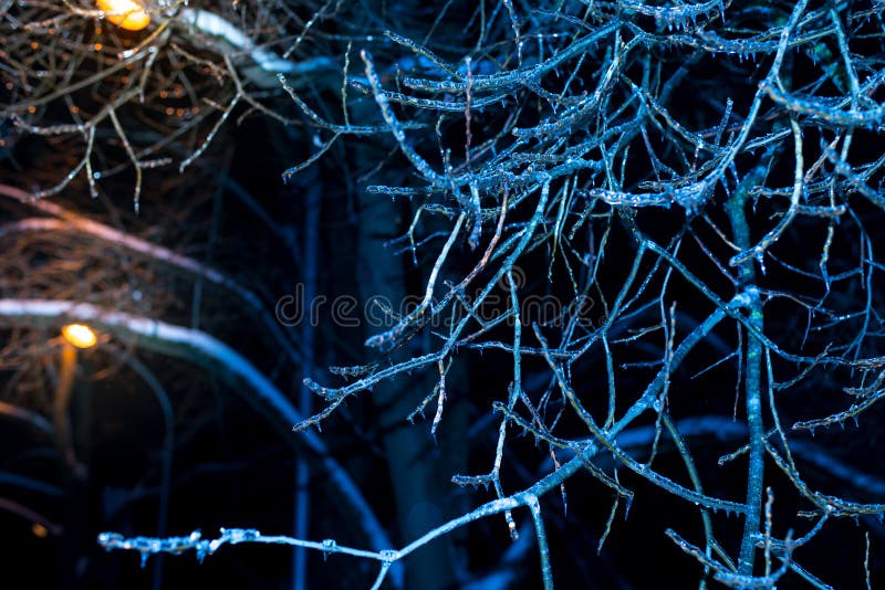 Winter night Trees in ice stock photo. Image of fantasy - 80724762