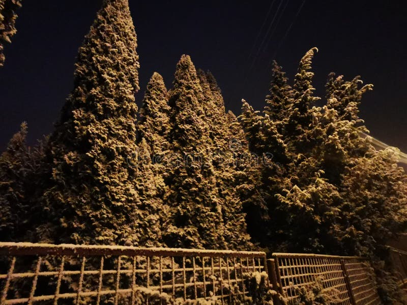 Winter night stock photo. Image of snow, trees, stars - 251732592