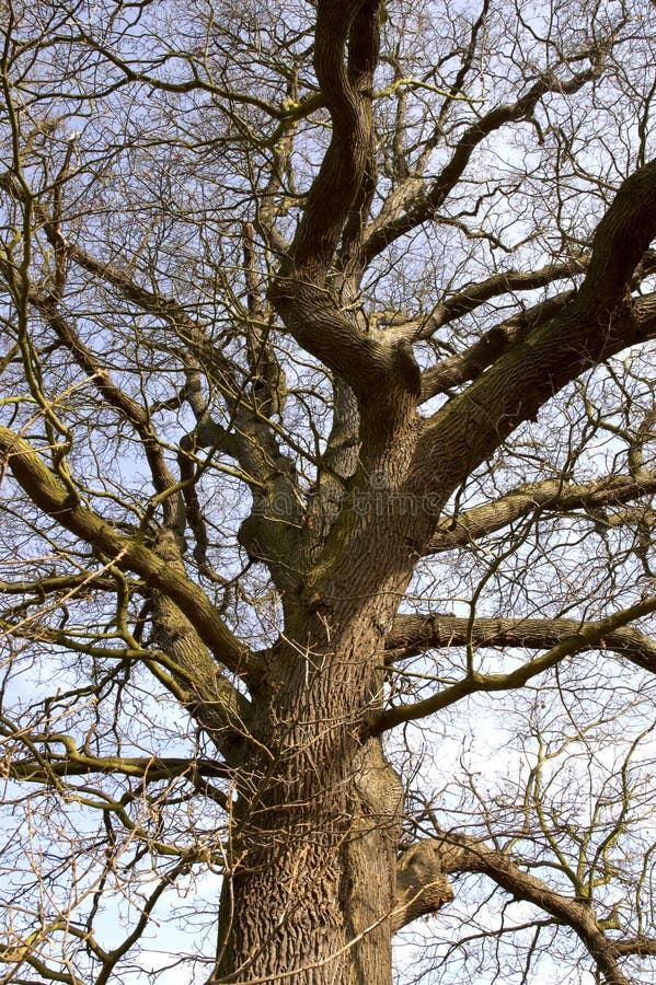 9+ Large oak tree winter Free Stock Photos - StockFreeImages