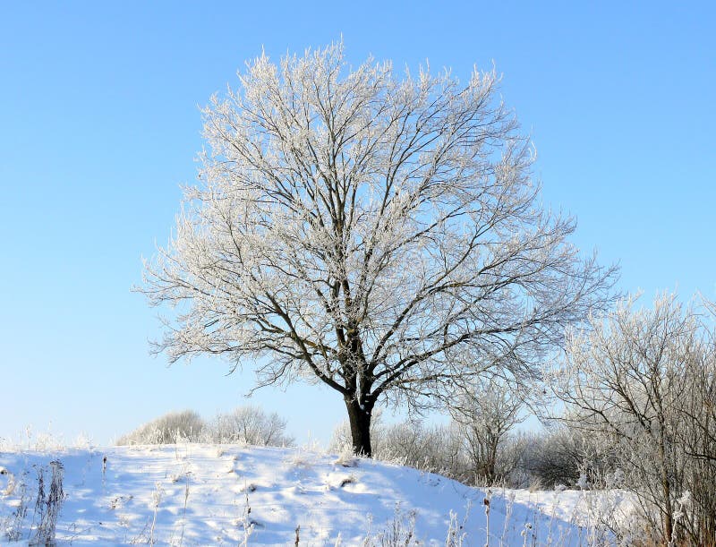 Winter oak stock photo. Image of winter, nature, tree - 7645954