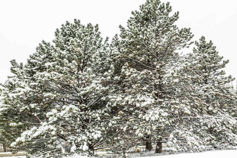 Winter in Ontario, Canada stock image. Image of champlain - 169794611