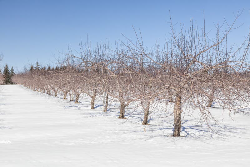 Winter Orchard stock photo. Image of snow, orchard, cold - 33439132