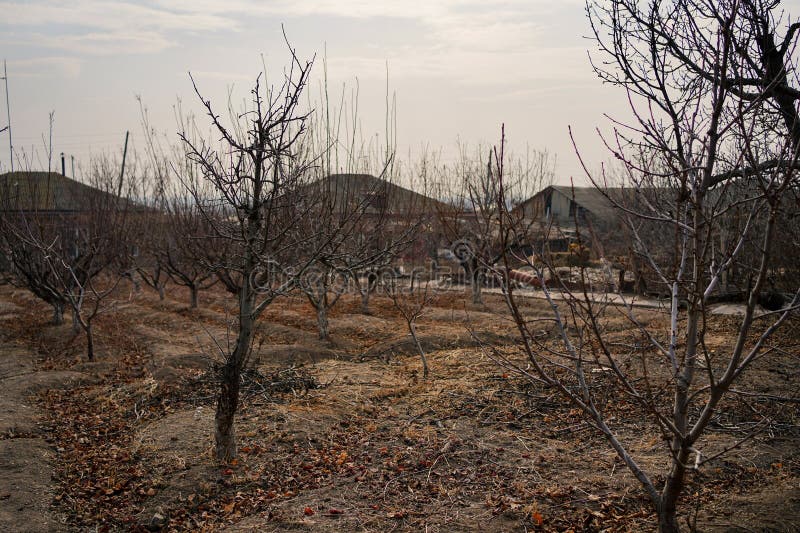 Winter Orchard with Rows of Bare Fruit Trees and Dry Grass. Stock Image ...