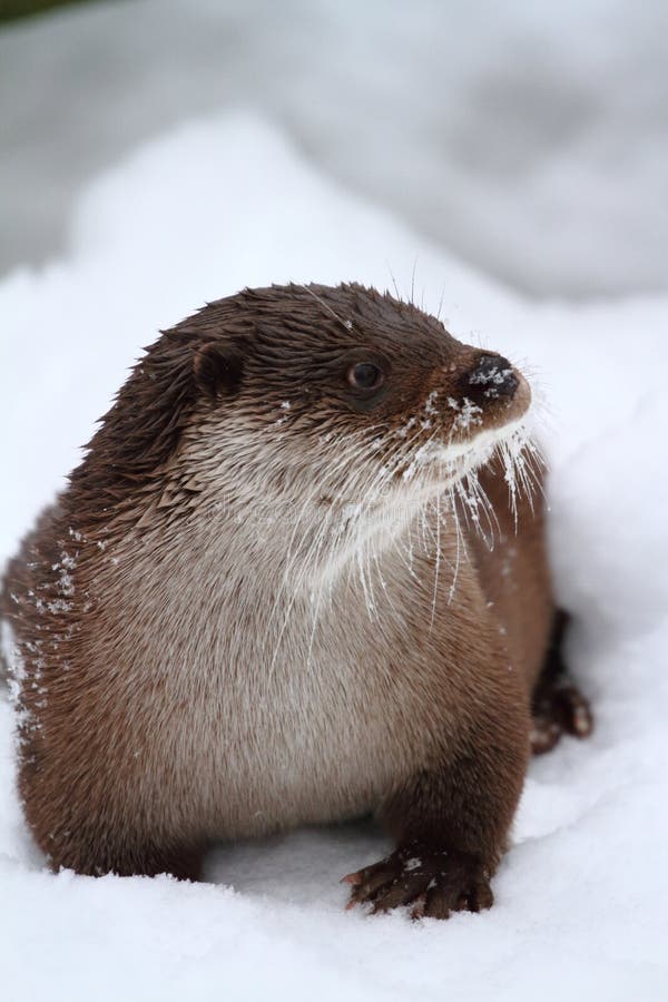 Otter in Winter stock image. Image of nature, creature - 23316971