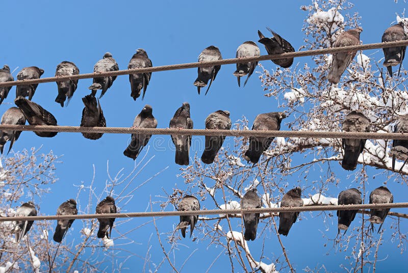 Birds in a Winter Tree stock image. Image of leafless - 48530829