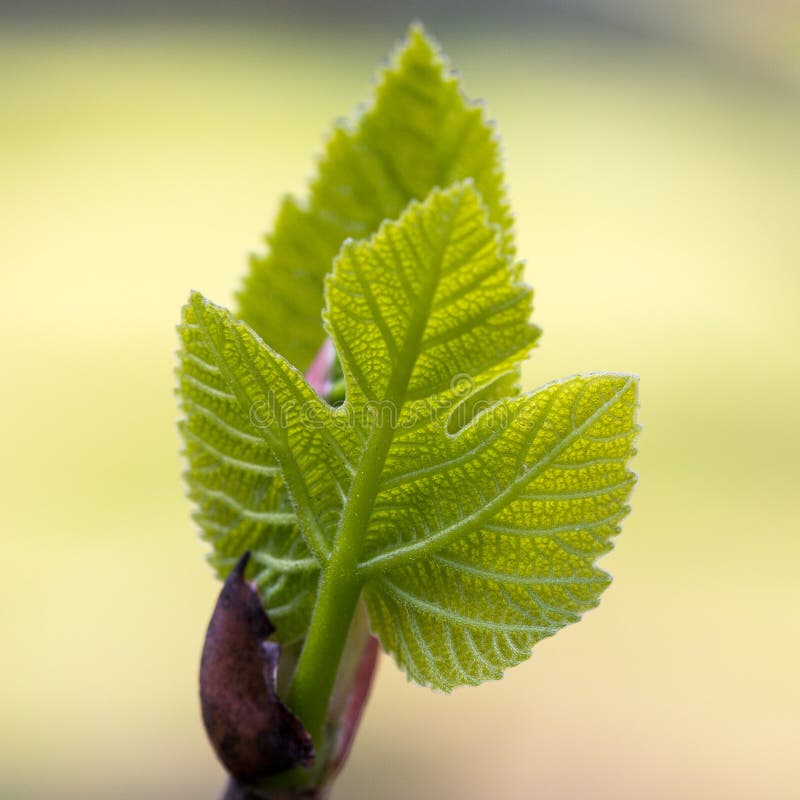 Arrival of Spring, Young Fig Tree Leaves in a Garden in Provence Stock ...