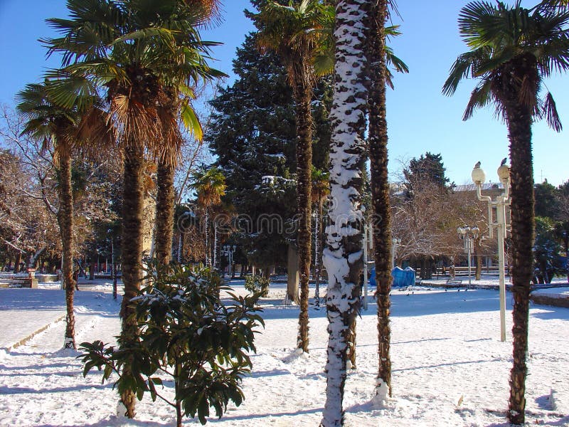 Winter, palm trees in snow stock image. Image of england - 48354663