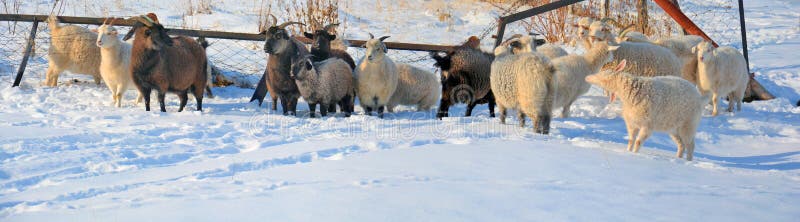 Winter Panorama with Down Goats Stock Photo - Image of earth, scenic ...