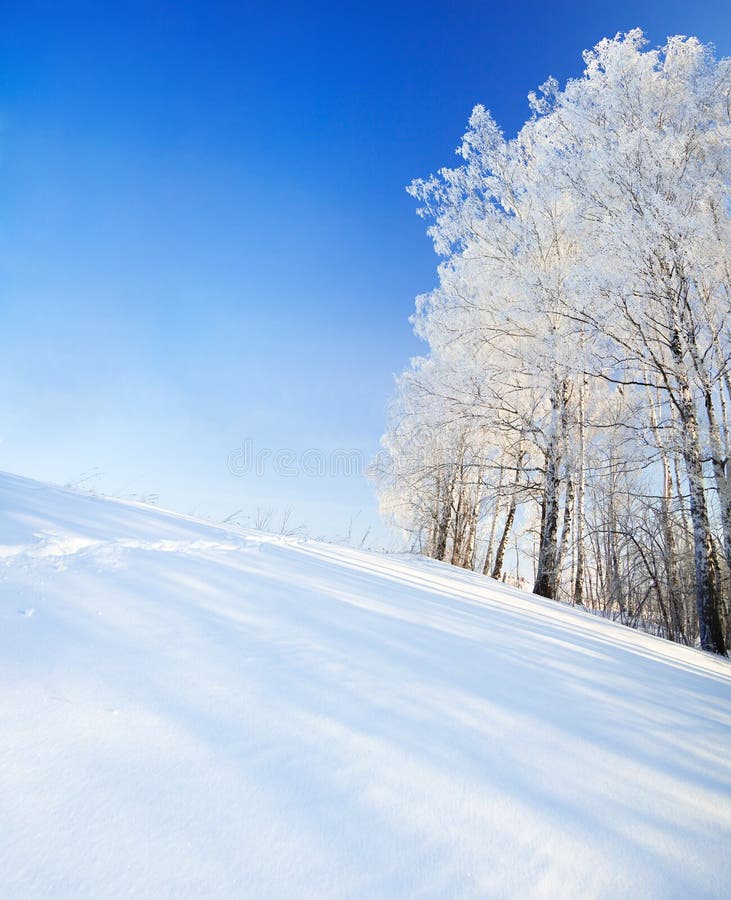 Winter panorama stock image. Image of branch, forest - 80181865