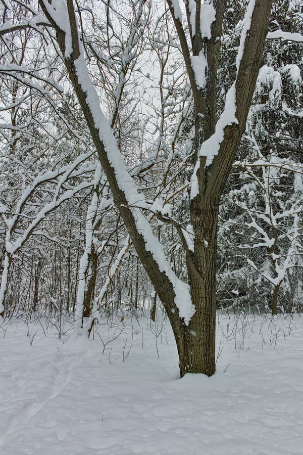 Winter Panorama with Snow Covered Trees in South Park in City of Sofia ...