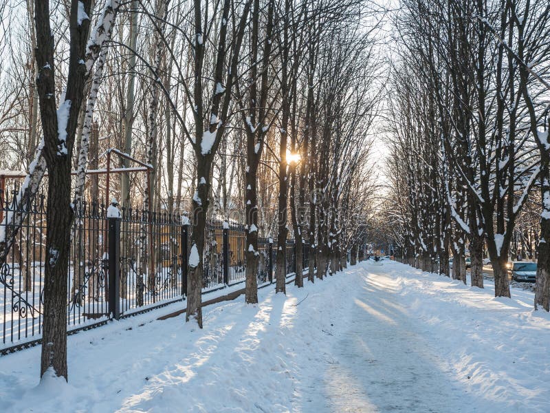 Winter Park Covered with White Snow Stock Image - Image of cold, park ...