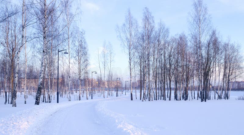 Winter Park in December Cold Day Stock Image - Image of december, rural ...