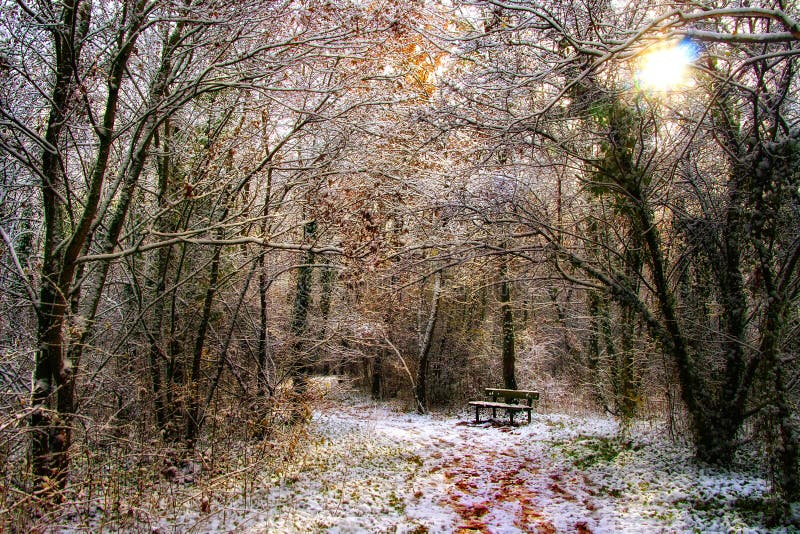 Winter in the park stock image. Image of trees, december - 48972439