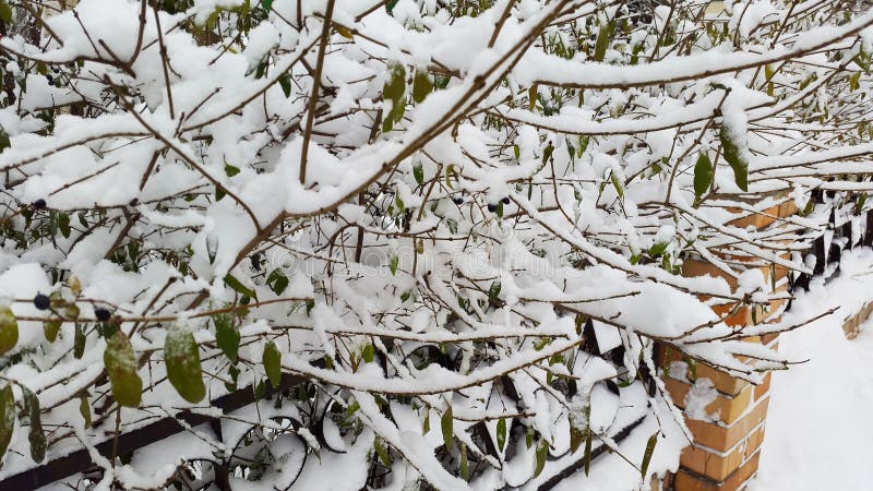 Winter in a Park - Green Leaves and Snow Stock Image - Image of bush ...