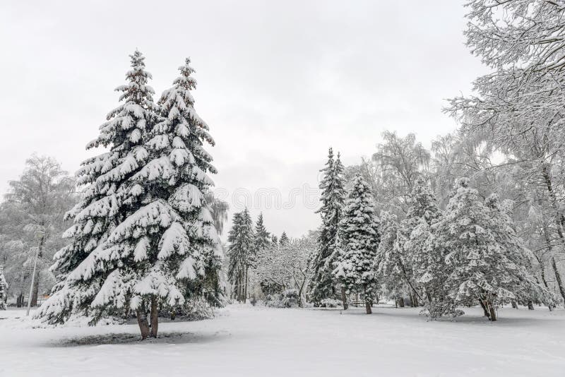 Winter park with many snow stock photo. Image of frost - 134584674