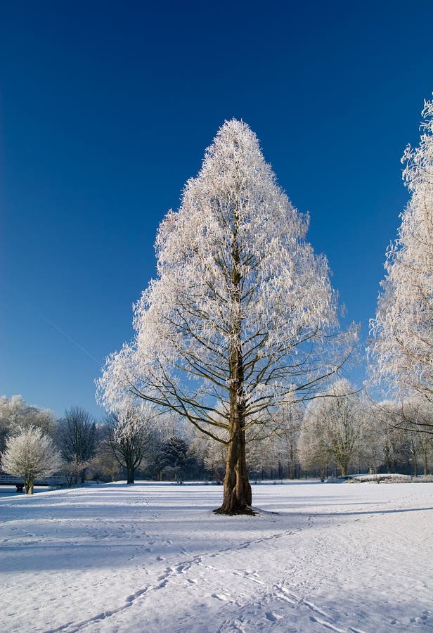 Winter park in snow stock image. Image of cold, snow - 17282385