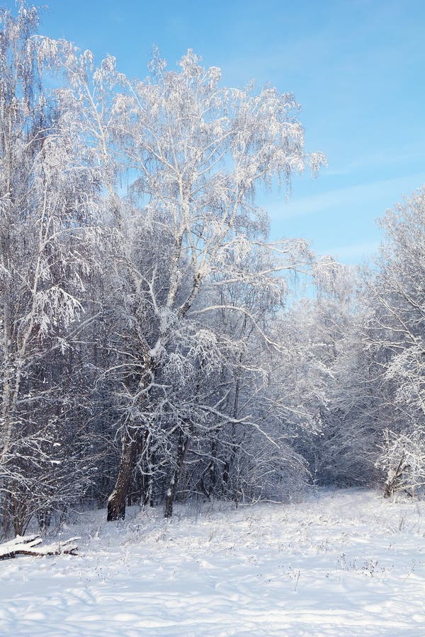 Tree in Snow Against Blue Sky. Winter Scene. Stock Photo - Image of ...