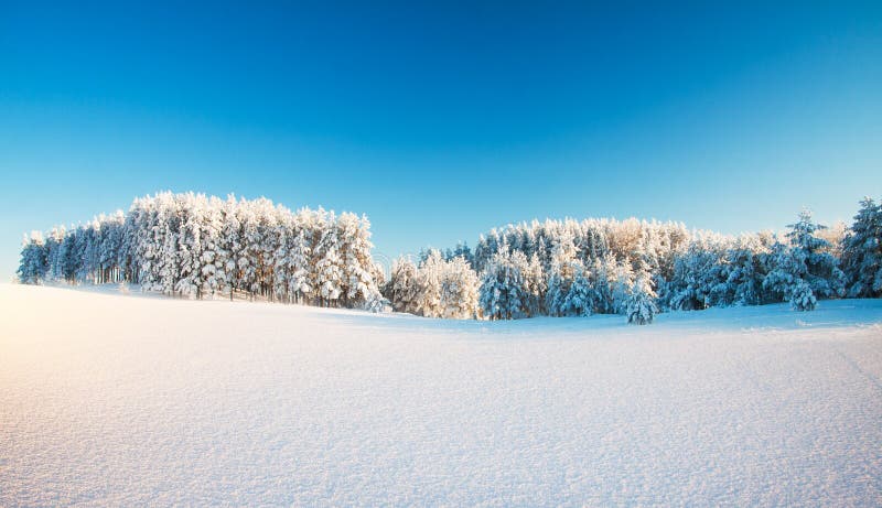 Winter park in snow stock photo. Image of covering, frost - 65983422