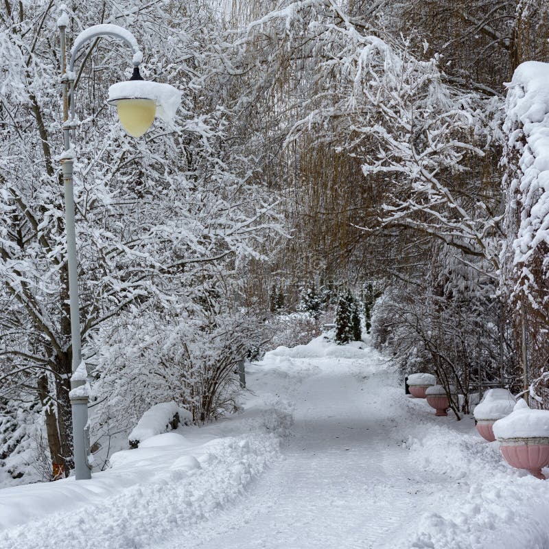 Winter Park with Snow-covered Plants on a Cloudy Day Stock Photo ...