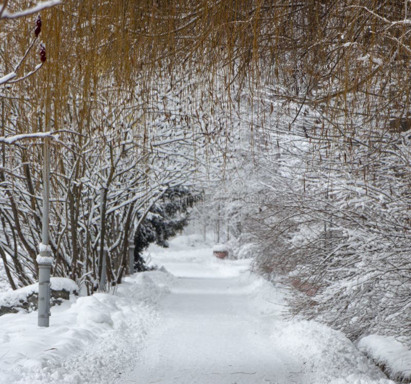 Winter Park with Snow-covered Plants on a Cloudy Day Stock Photo ...