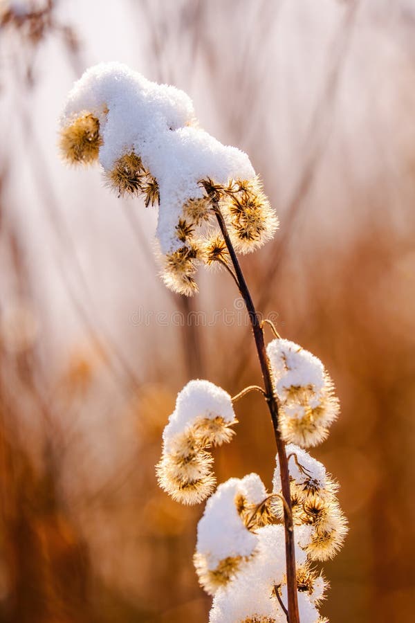 Winter in Park, Snow Fairy Tail Stock Photo - Image of park, snowfall ...