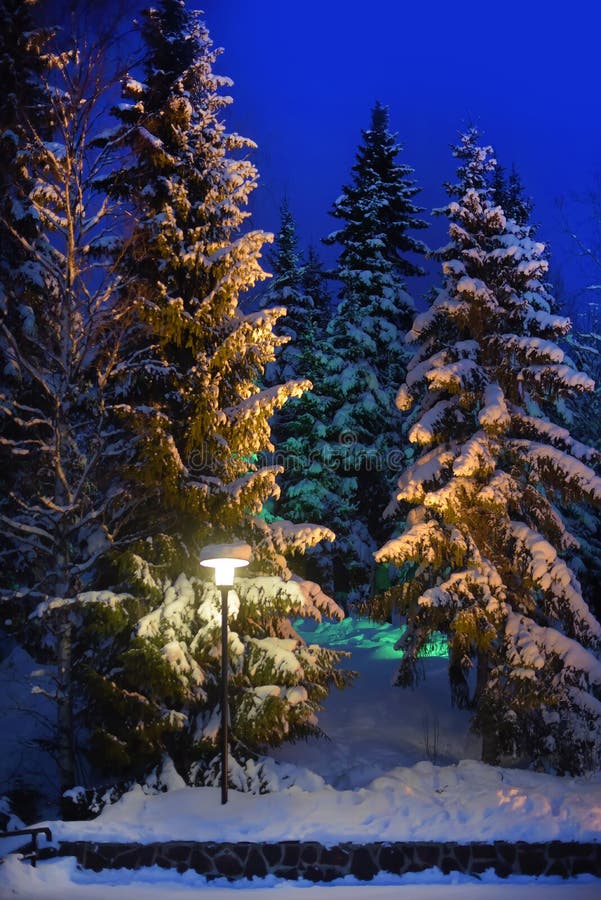 Park with Snowy Christmas Trees with Night Illumination Stock Photo ...
