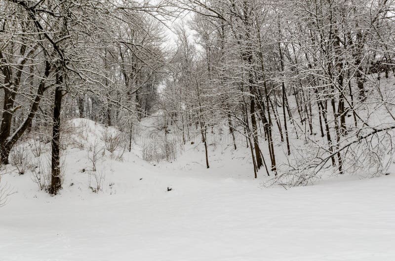 Winter Park. Trees in the Snow Stock Image - Image of rural, scene ...