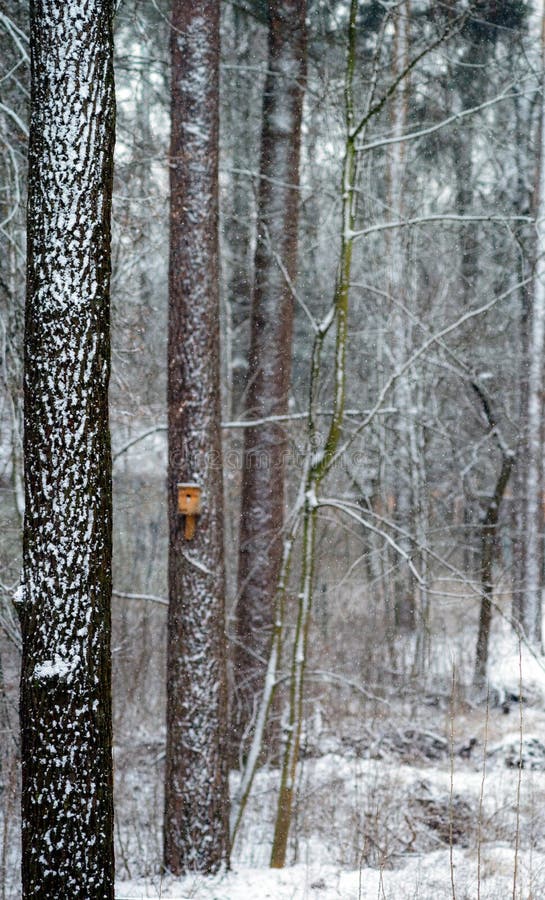 Winter in the Park. the Trunks of Large Pine Trees with Adhered Snow ...