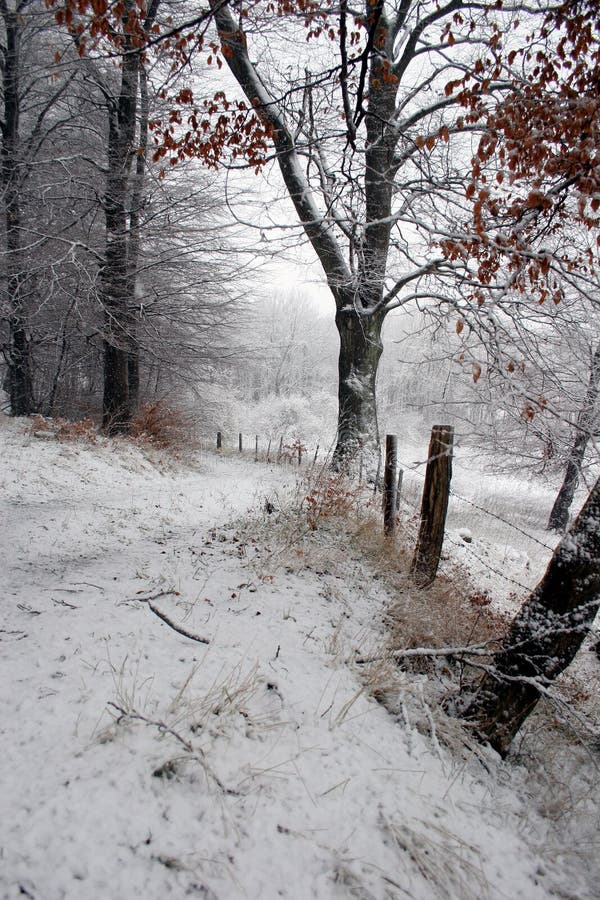 Winter path stock image. Image of trees, tree, cold, familly - 1049835