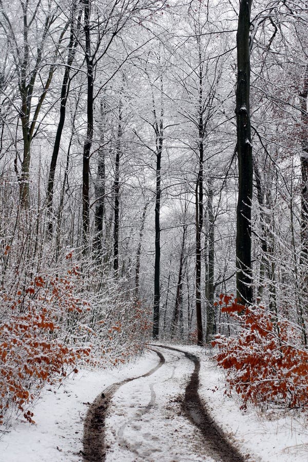 Winter path stock photo. Image of grey, freezing, form - 1049932