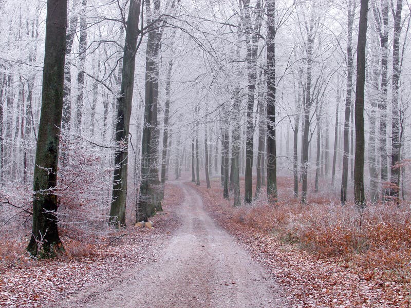 Winter path stock photo. Image of path, winter, line, christmas - 1053506