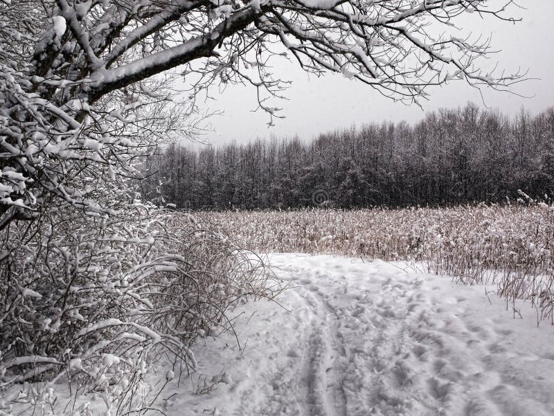 Winter Path stock photo. Image of cold, nature, trees - 13321844
