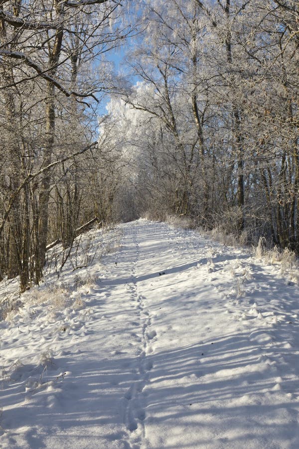 Winter path stock photo. Image of branch, tree, hoarfrost - 22475564