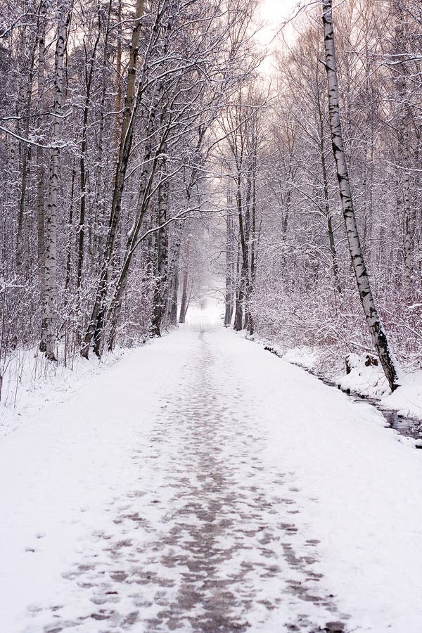 Path With Trees With Green Spring Leaves Stock Photo - Image of spring ...