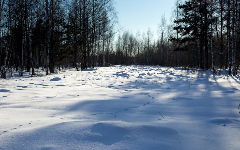 Path and Footprints in the Winter Forest Stock Image - Image of ...
