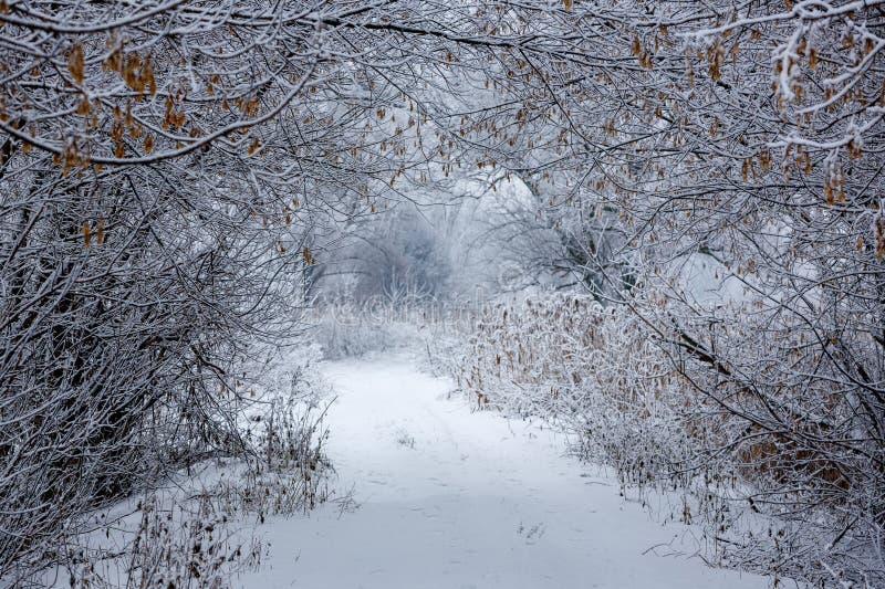 Winter Path in the Forest. Winter Landscape with Snowy Trees and Path ...