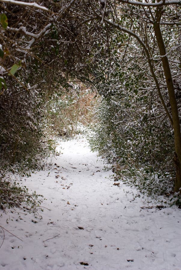 Winter Path stock image. Image of snow, winter, green - 48542461