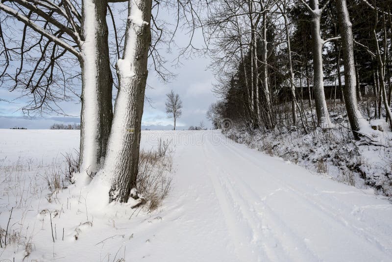 Winter Path Lined with Trees with Snow in Winter Stock Photo - Image of ...