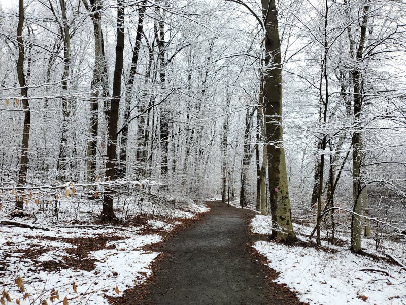 Winter Path Park Snow Pathway Stock Image - Image of path, winter ...