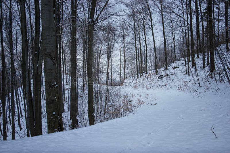Winter Path stock photo. Image of winter, snow, scenes - 65708388