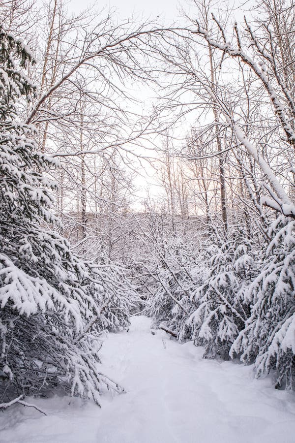 Winter Path stock photo. Image of nature, birch, path - 36111886