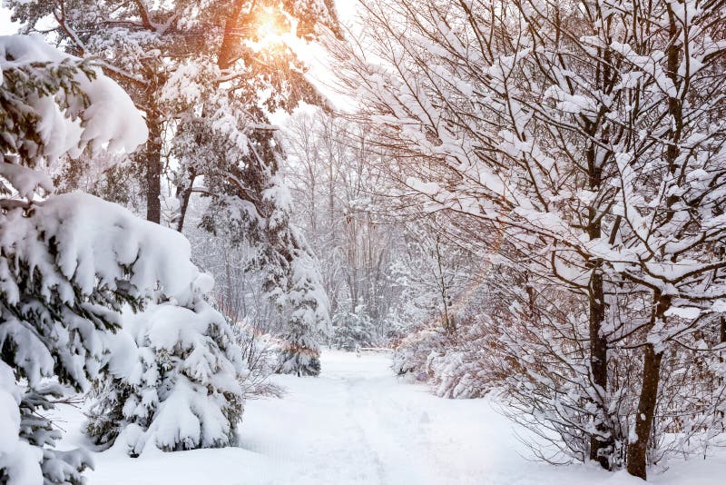 Winter. Path in the Snow among Snow-covered Trees in the Sunlight Stock ...