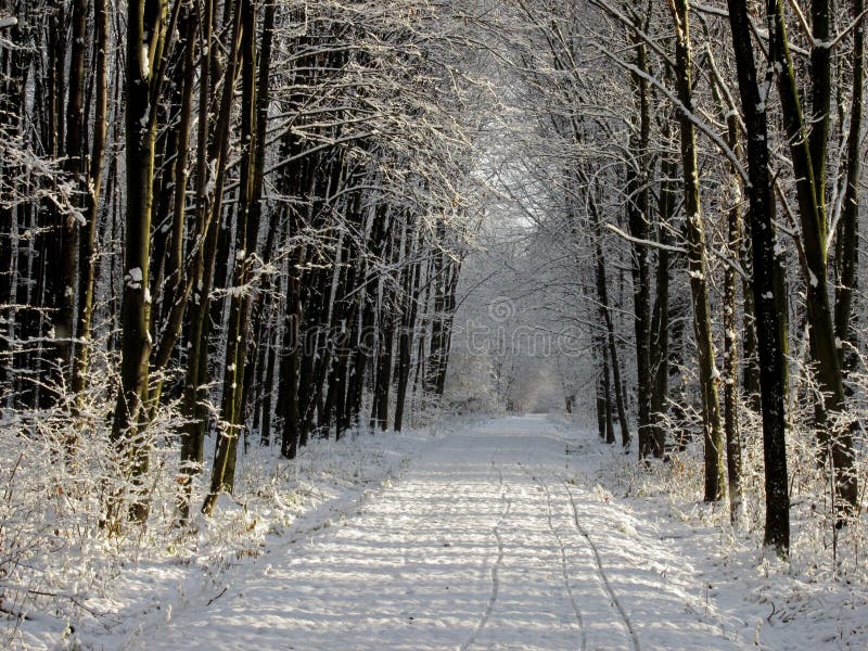 Scenic Tree Lined Winter Road Stock Image - Image of north, beauty ...