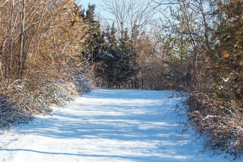 Winter path stock photo. Image of snow, woods, path, forest - 40141366
