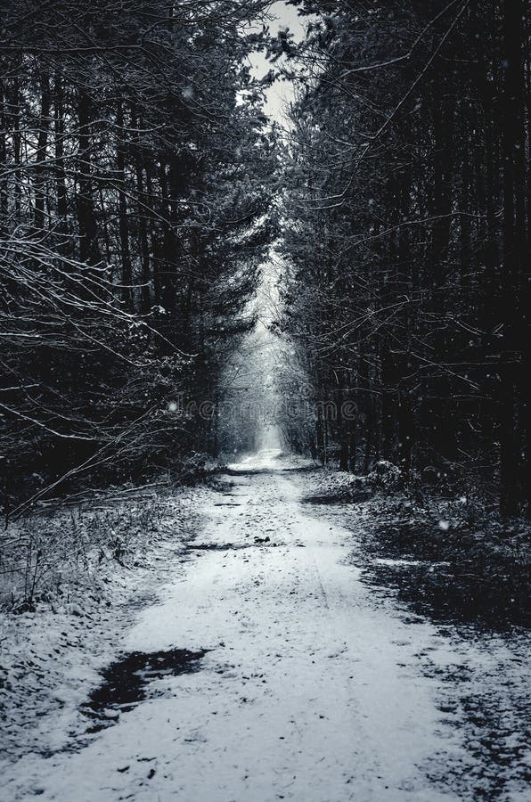 Winter Path in the Snowy Forest Stock Photo - Image of cold, season ...