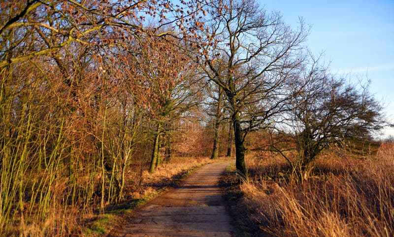 Winter path with sun stock image. Image of autumn, sunset - 68397559